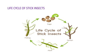 Comparative study of life history strategies in HEMIMETABOLA INSECTS | PPTX