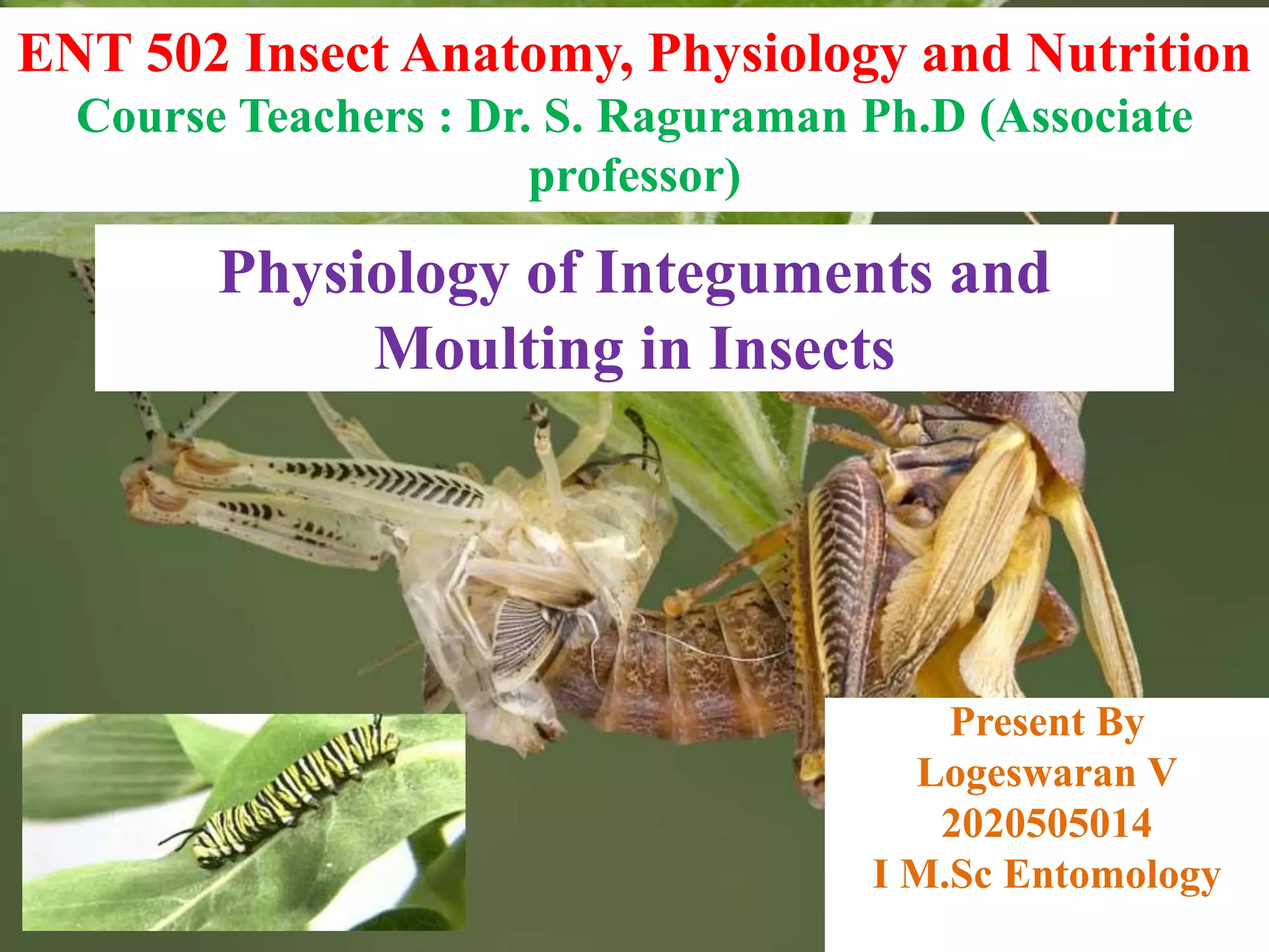 Physiology of Integuments and moulting in insects | PPTX | Biological ...