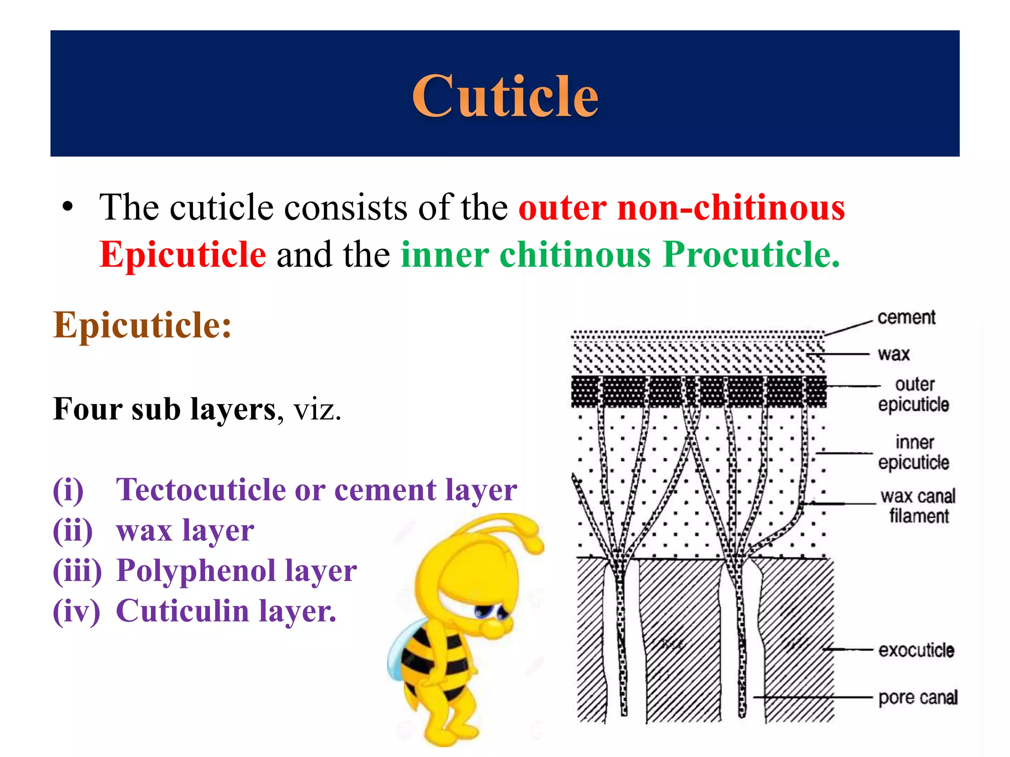 Physiology of Integuments and moulting in insects | PPTX
