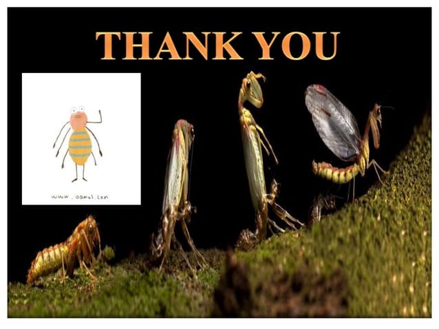 Physiology of Integuments and moulting in insects | PPTX | Biological ...