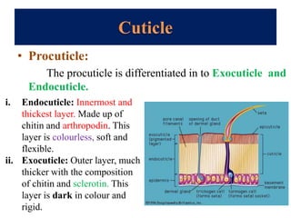 Physiology of Integuments and moulting in insects | PPTX | Biological ...
