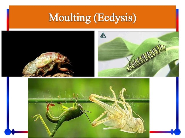 Physiology of Integuments and moulting in insects | PPT
