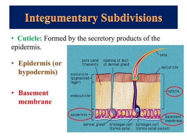 Physiology of Integuments and moulting in insects | PPT