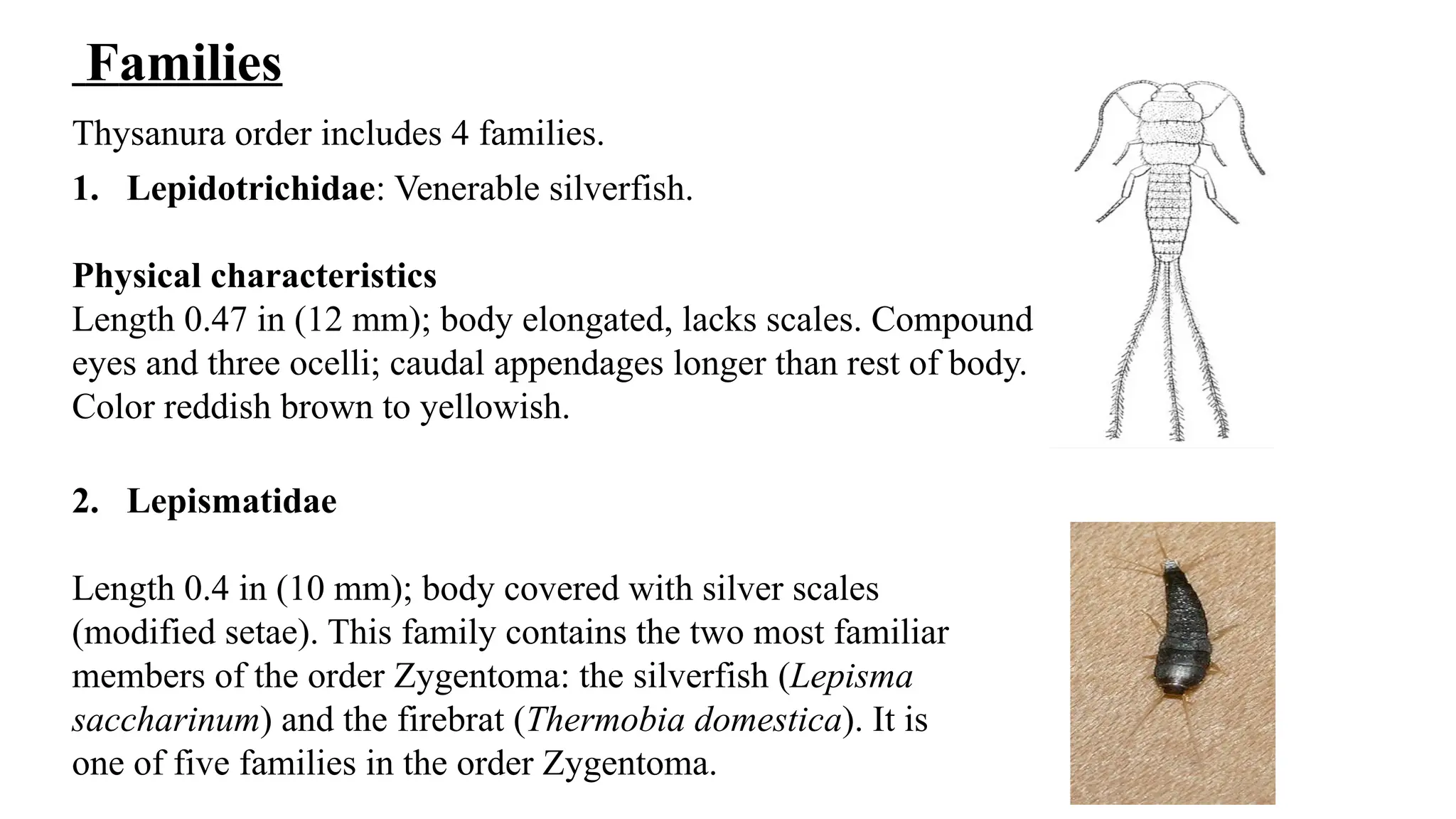 ENT 503-Thysanura,collembola,protura.pptx