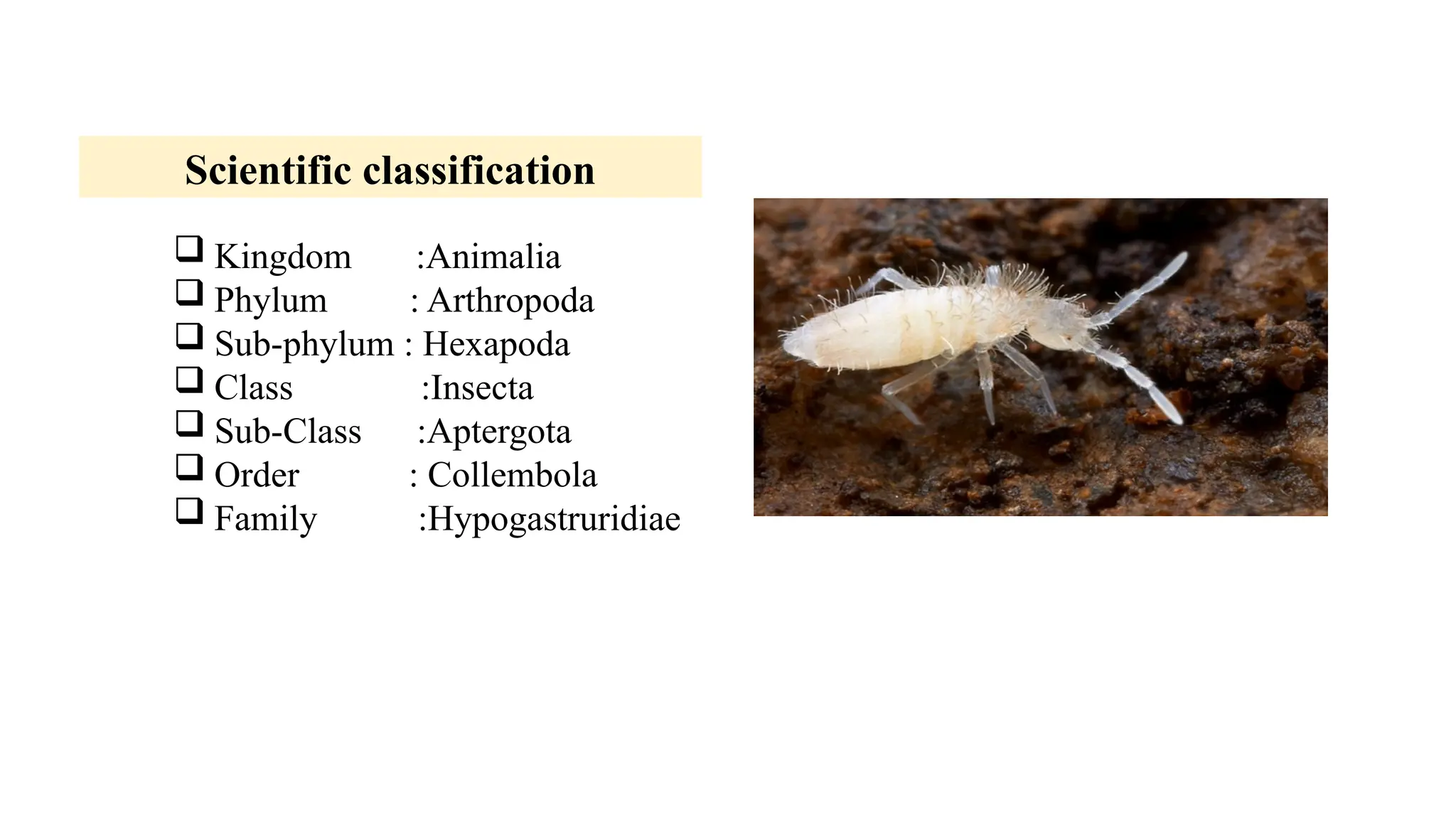 ENT 503-Thysanura,collembola,protura.pptx