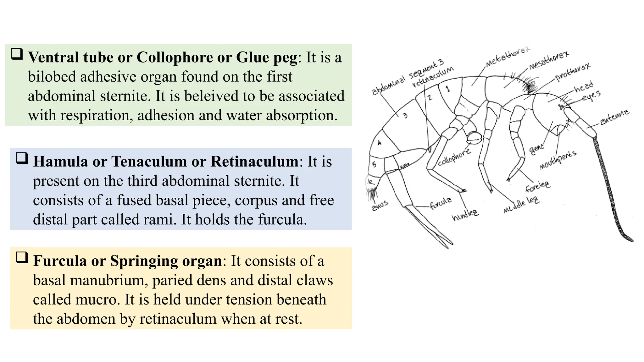 ENT 503-Thysanura,collembola,protura.pptx