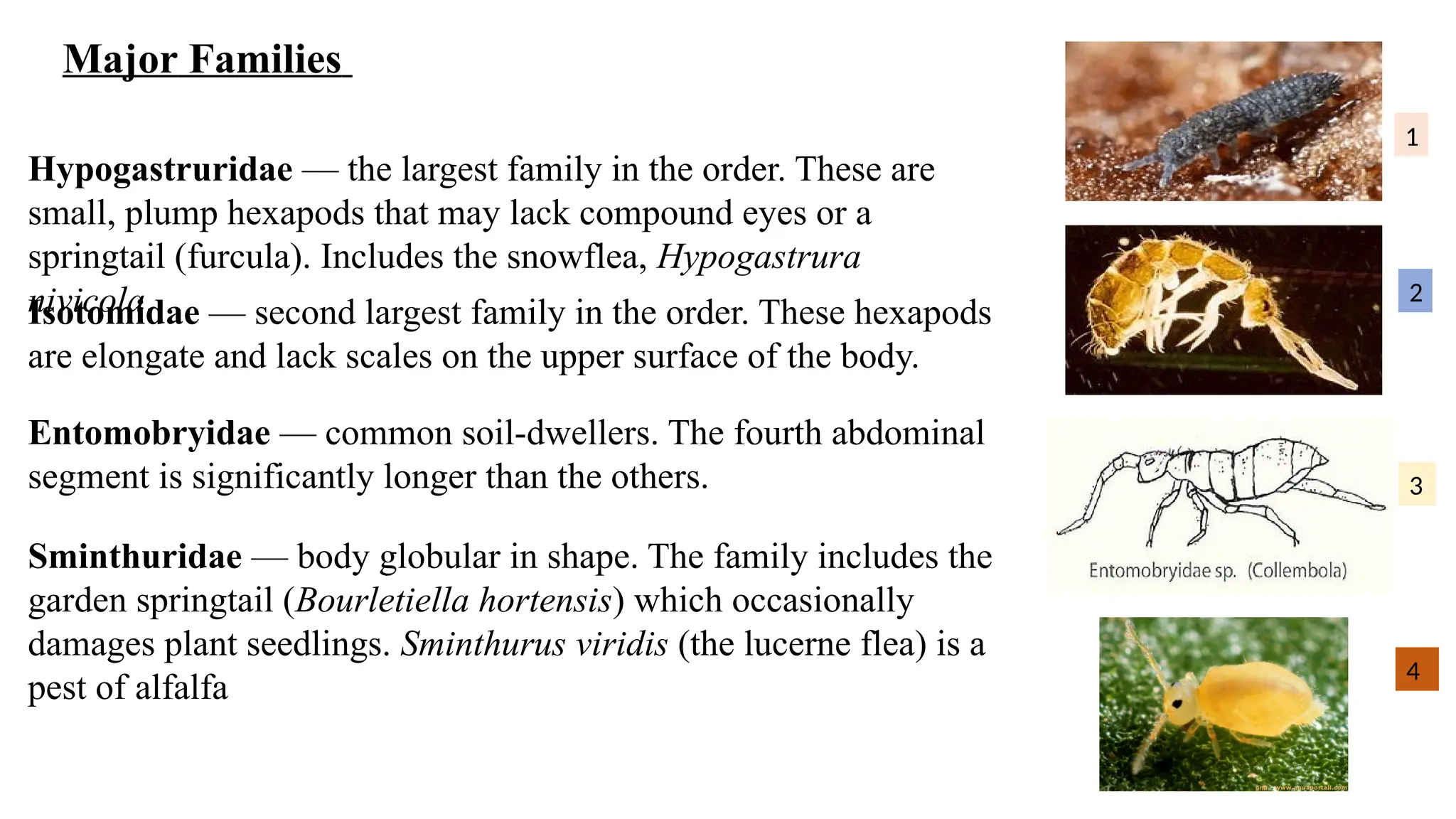 ENT 503-Thysanura,collembola,protura.pptx