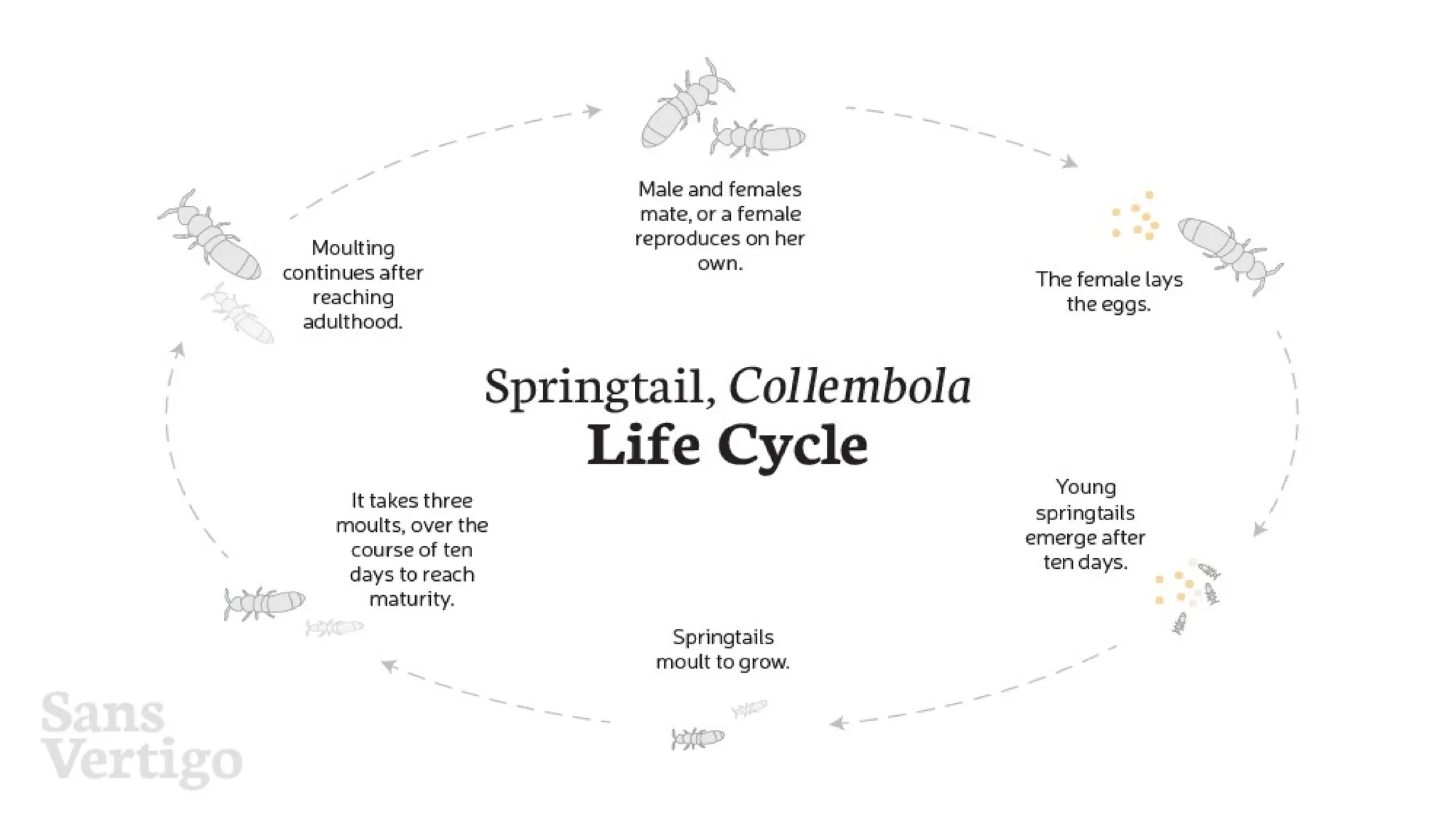 ENT 503-Thysanura,collembola,protura.pptx