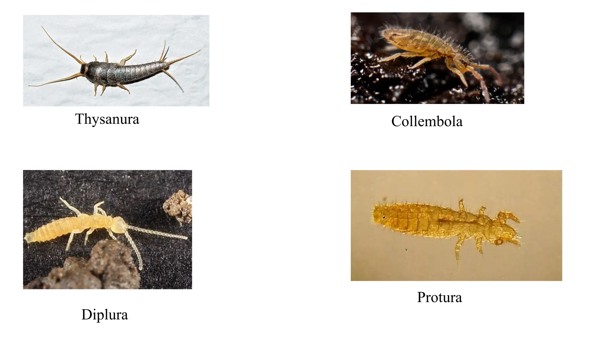 ENT 503-Thysanura,collembola,protura.pptx
