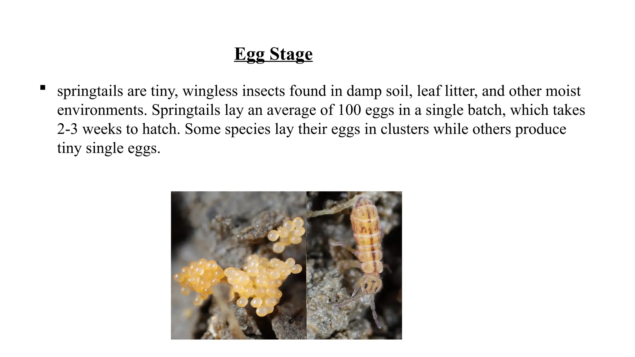 ENT 503-Thysanura,collembola,protura.pptx