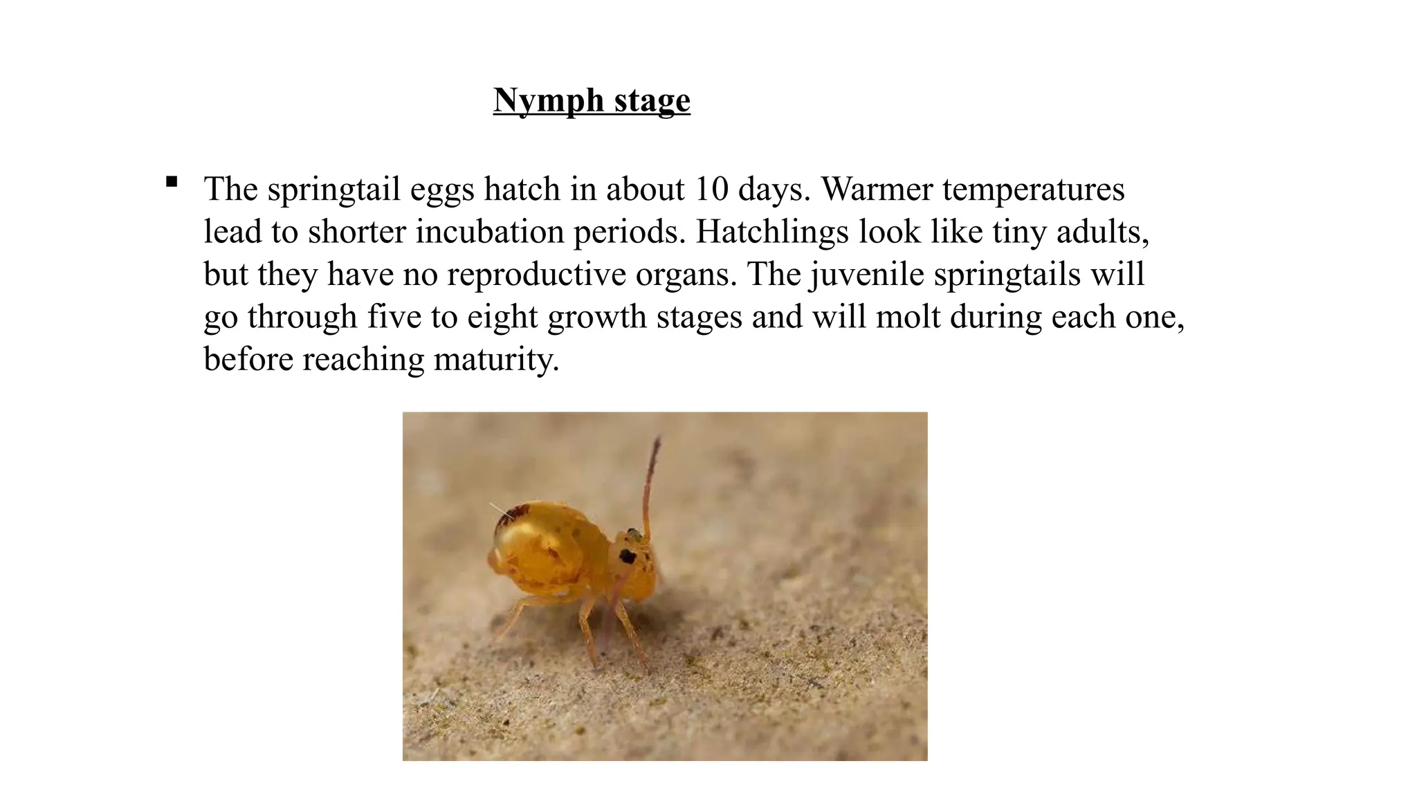 ENT 503-Thysanura,collembola,protura.pptx