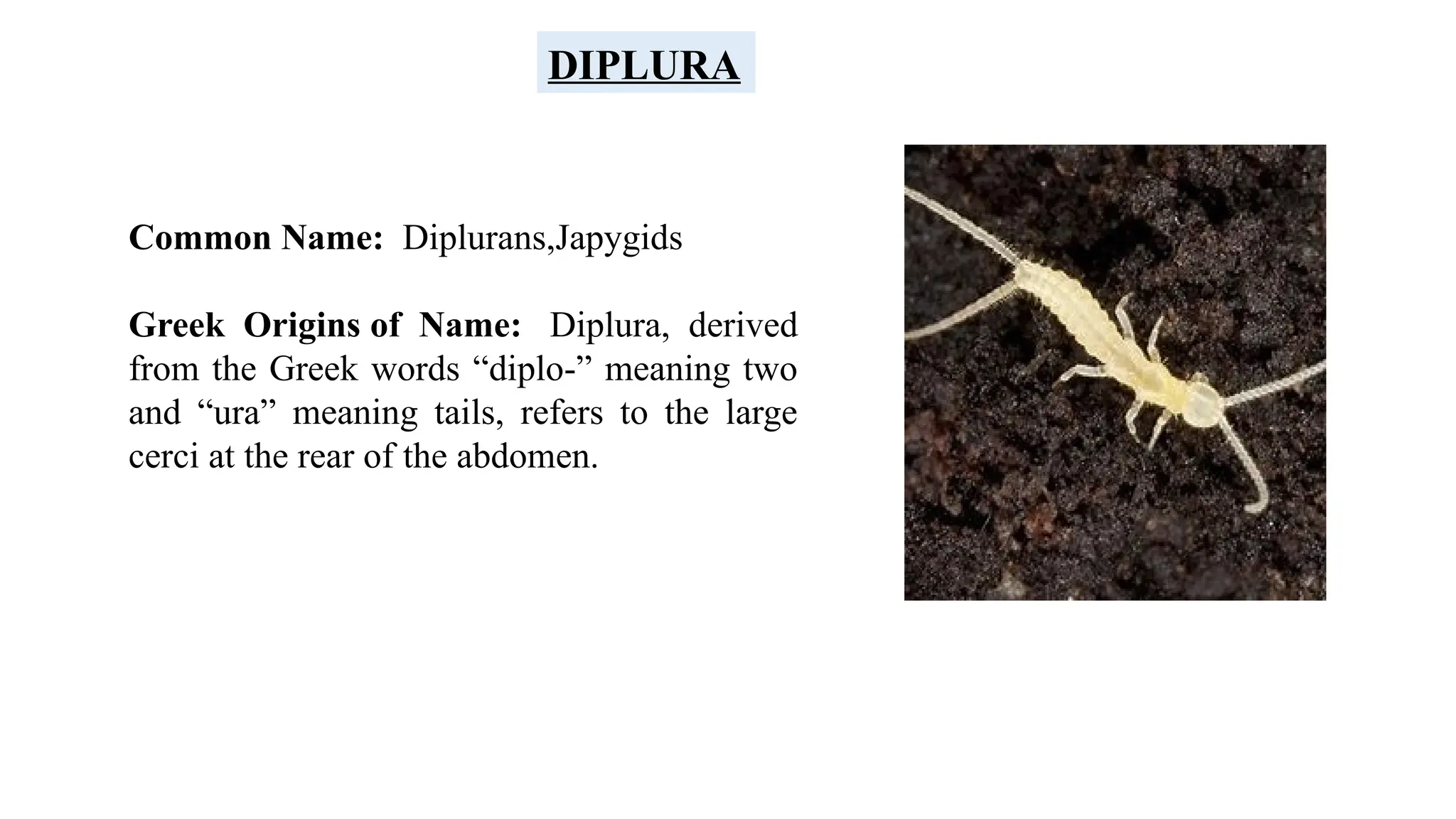ENT 503-Thysanura,collembola,protura.pptx