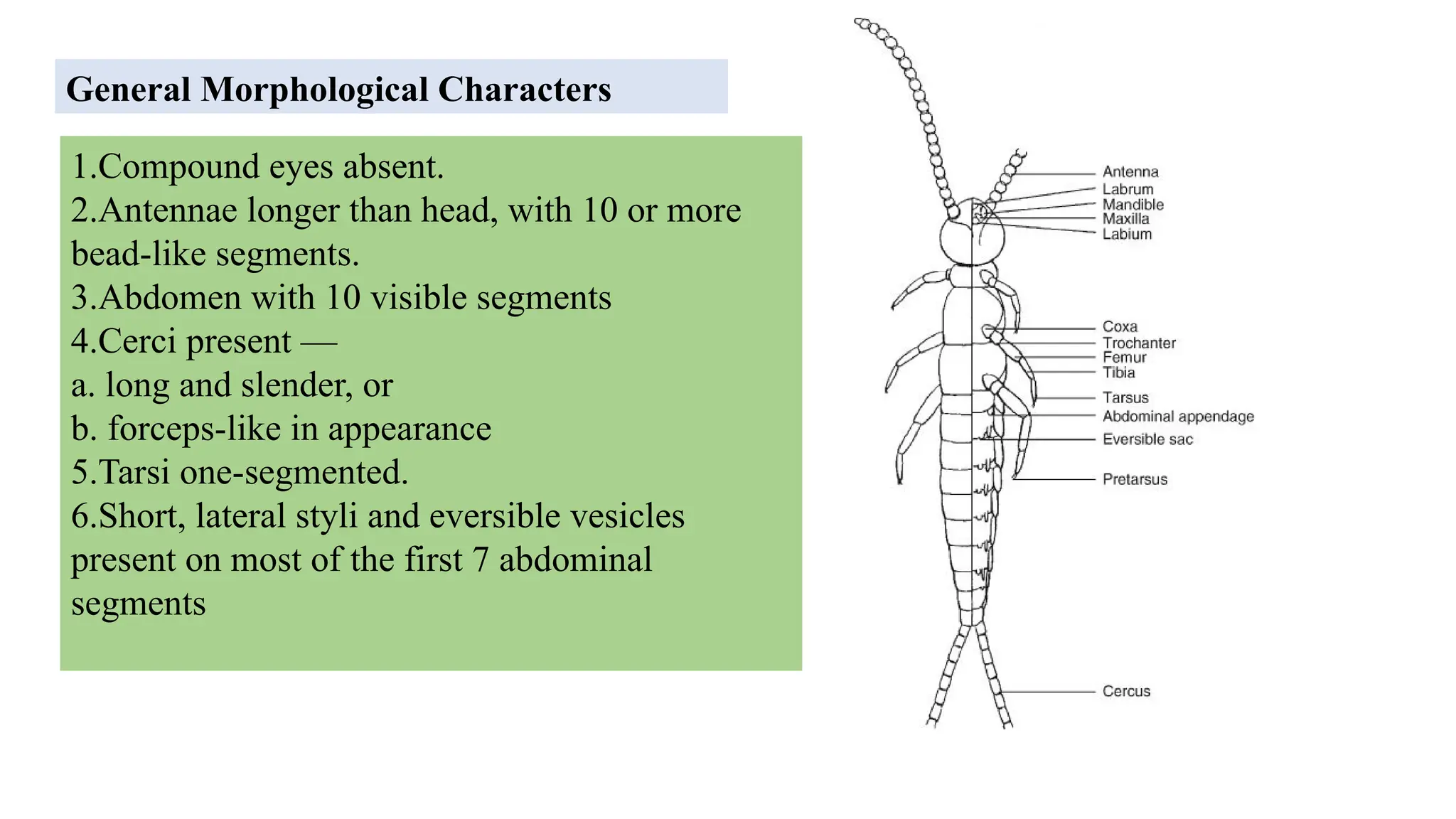 ENT 503-Thysanura,collembola,protura.pptx