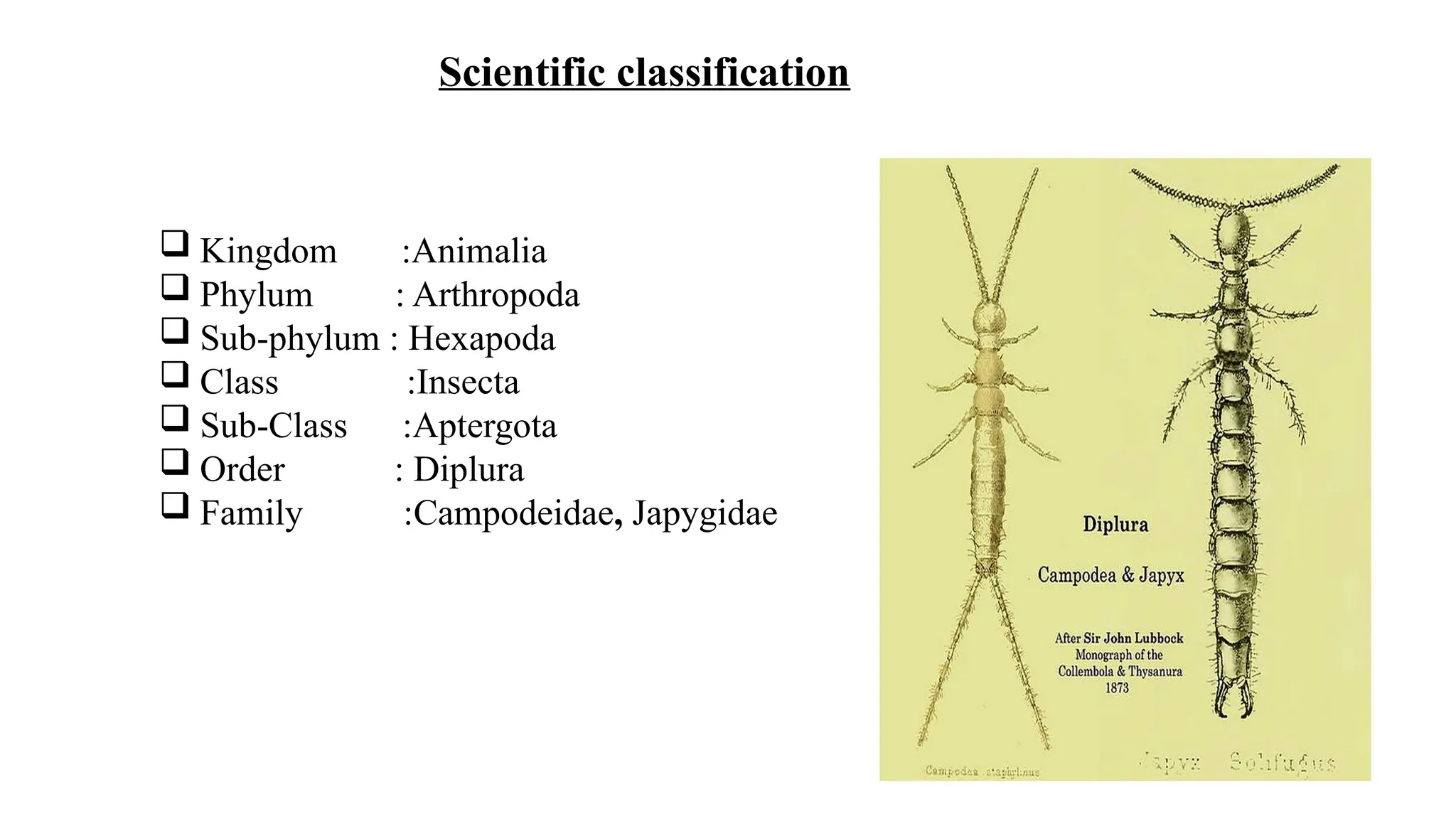ENT 503-Thysanura,collembola,protura.pptx