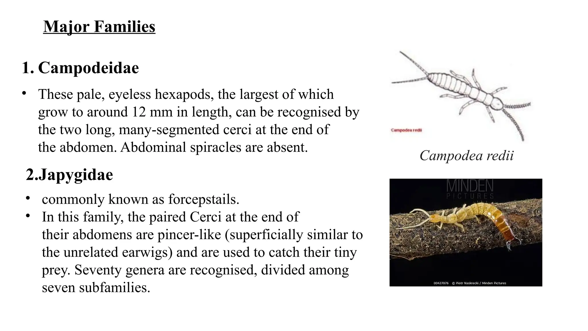 ENT 503-Thysanura,collembola,protura.pptx