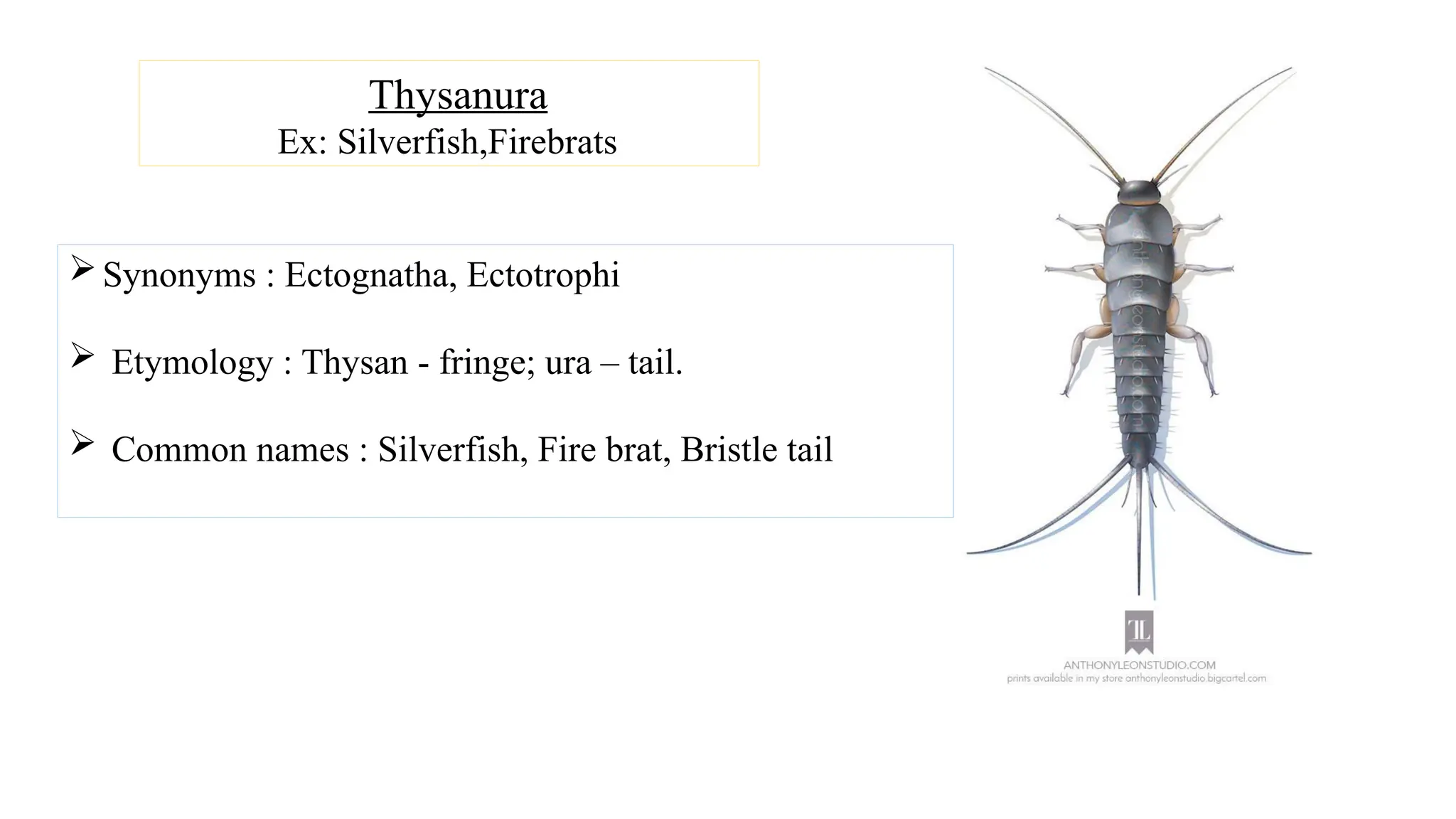 ENT 503-Thysanura,collembola,protura.pptx