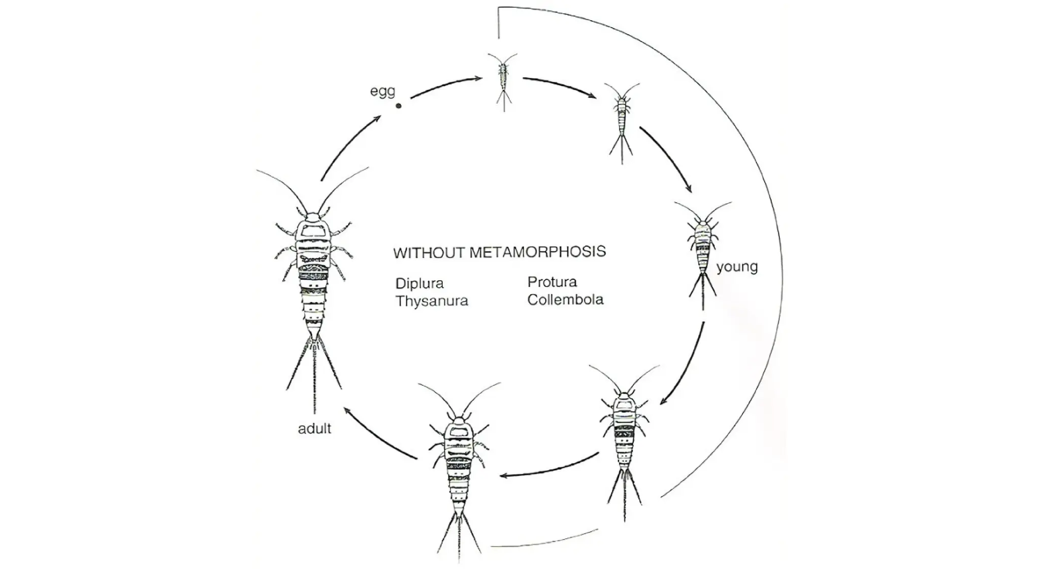 ENT 503-Thysanura,collembola,protura.pptx