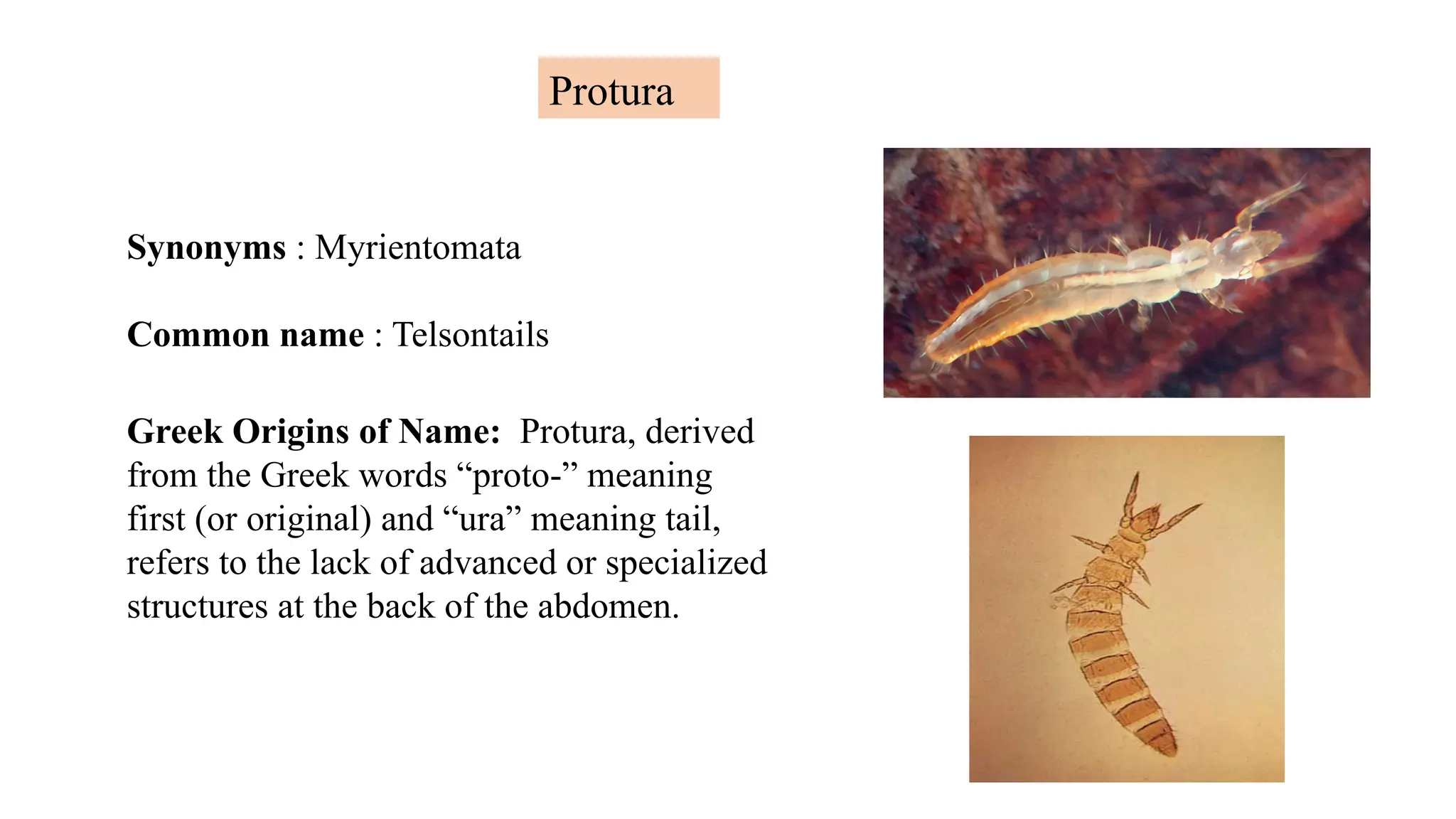 ENT 503-Thysanura,collembola,protura.pptx