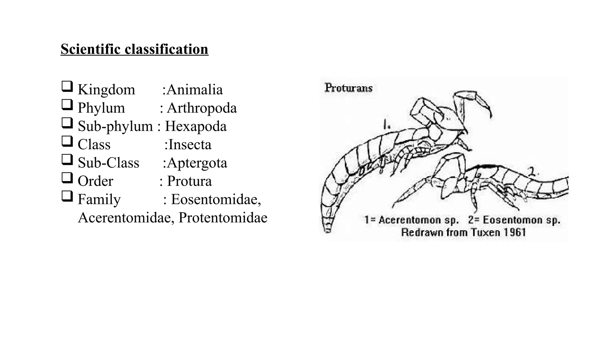 ENT 503-Thysanura,collembola,protura.pptx