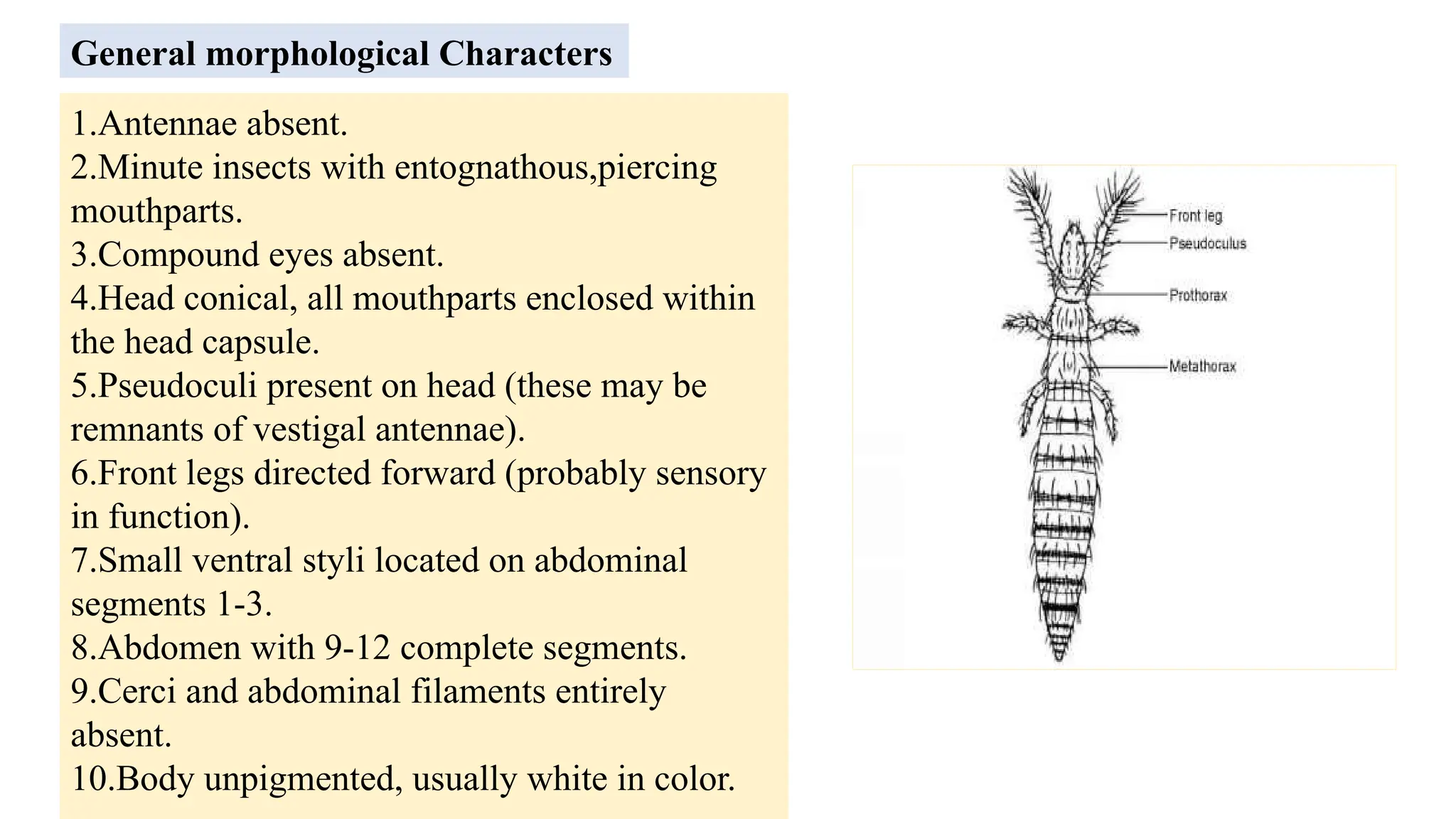 ENT 503-Thysanura,collembola,protura.pptx