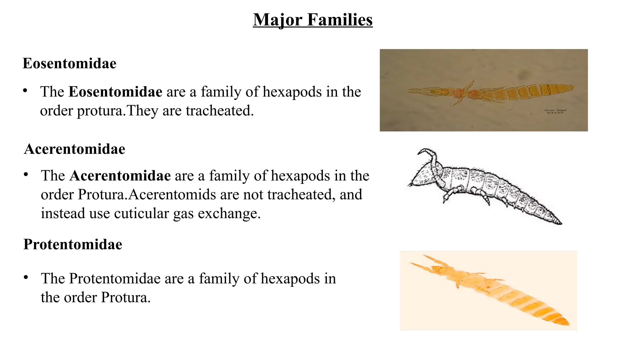 ENT 503-Thysanura,collembola,protura.pptx