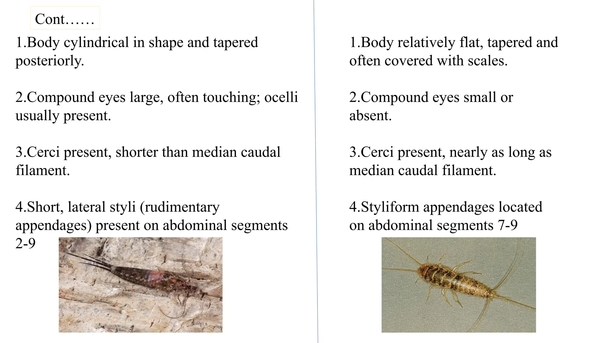 ENT 503-Thysanura,collembola,protura.pptx