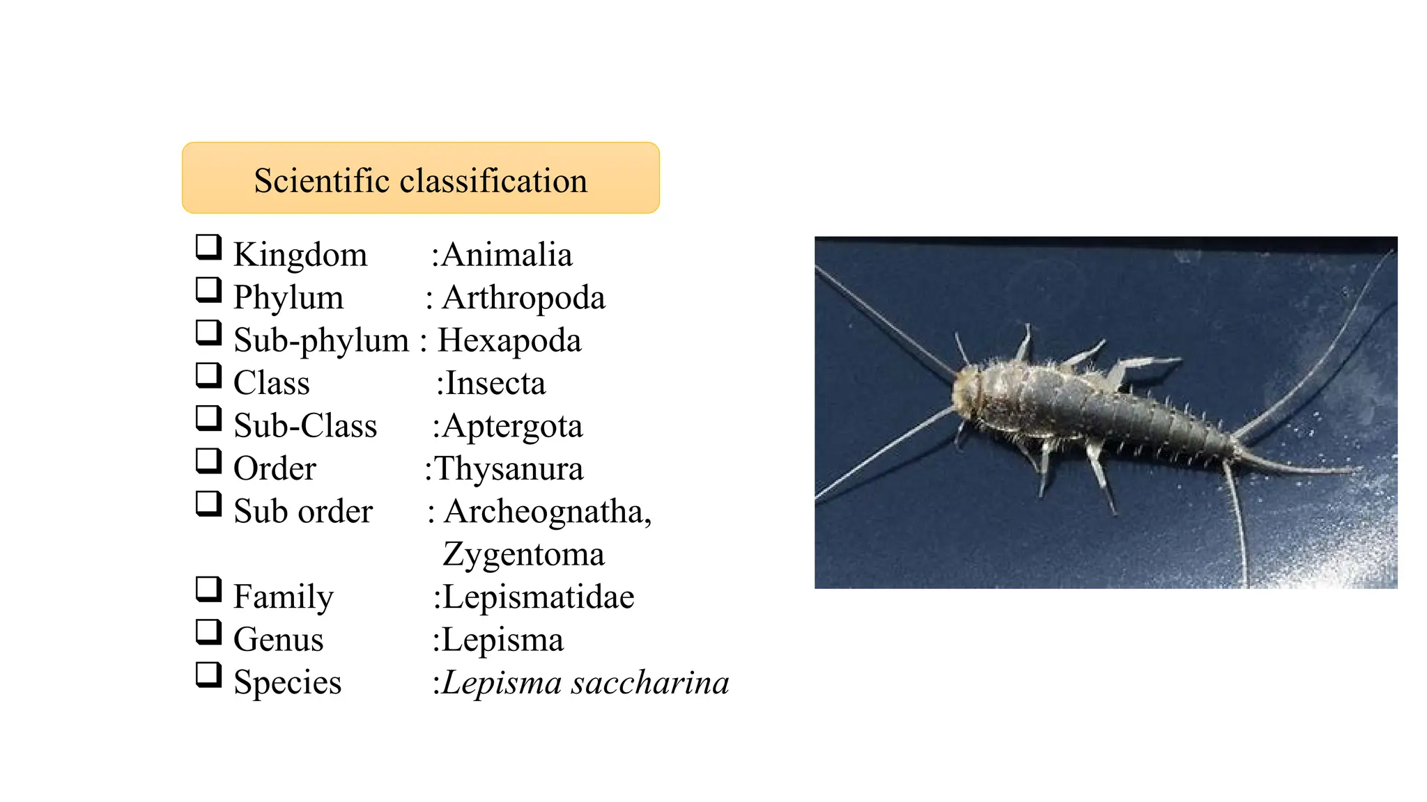 ENT 503-Thysanura,collembola,protura.pptx
