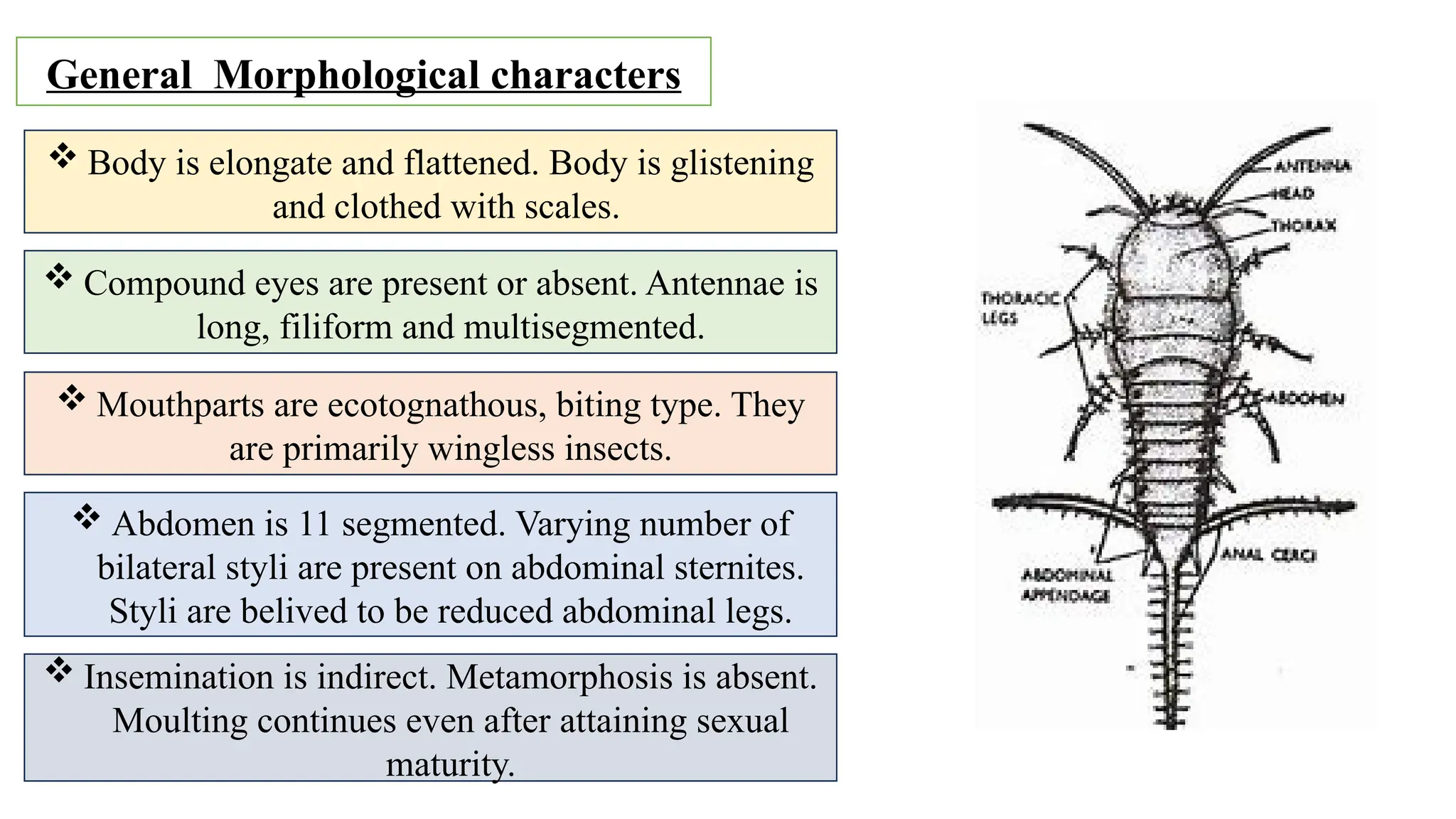ENT 503-Thysanura,collembola,protura.pptx