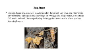 ENT 503-Thysanura,collembola,protura.pptx