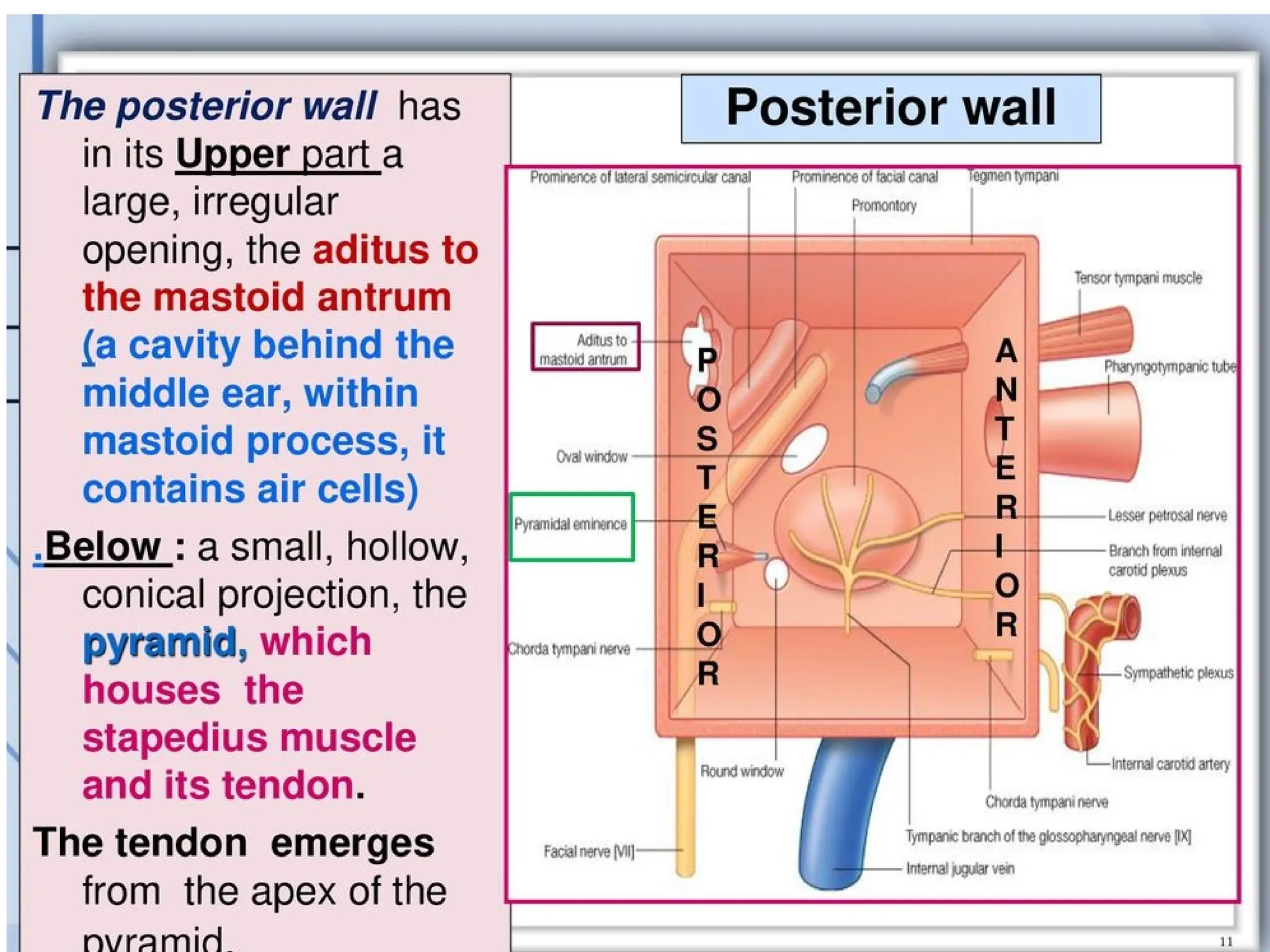 Anterior and posterior wall of middle ear | PPTX