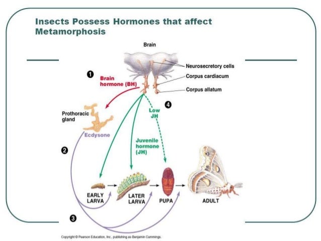 Role of Insect hormones