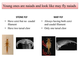 Polyneopteran Insect Orders.pptx