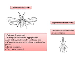 Polyneopteran Insect Orders.pptx