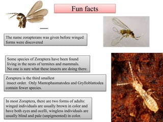 Polyneopteran Insect Orders.pptx