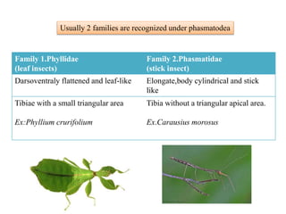 Polyneopteran Insect Orders.pptx