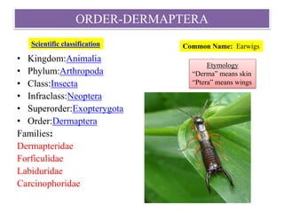 Polyneopteran Insect Orders.pptx