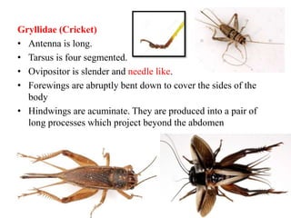 Polyneopteran Insect Orders.pptx