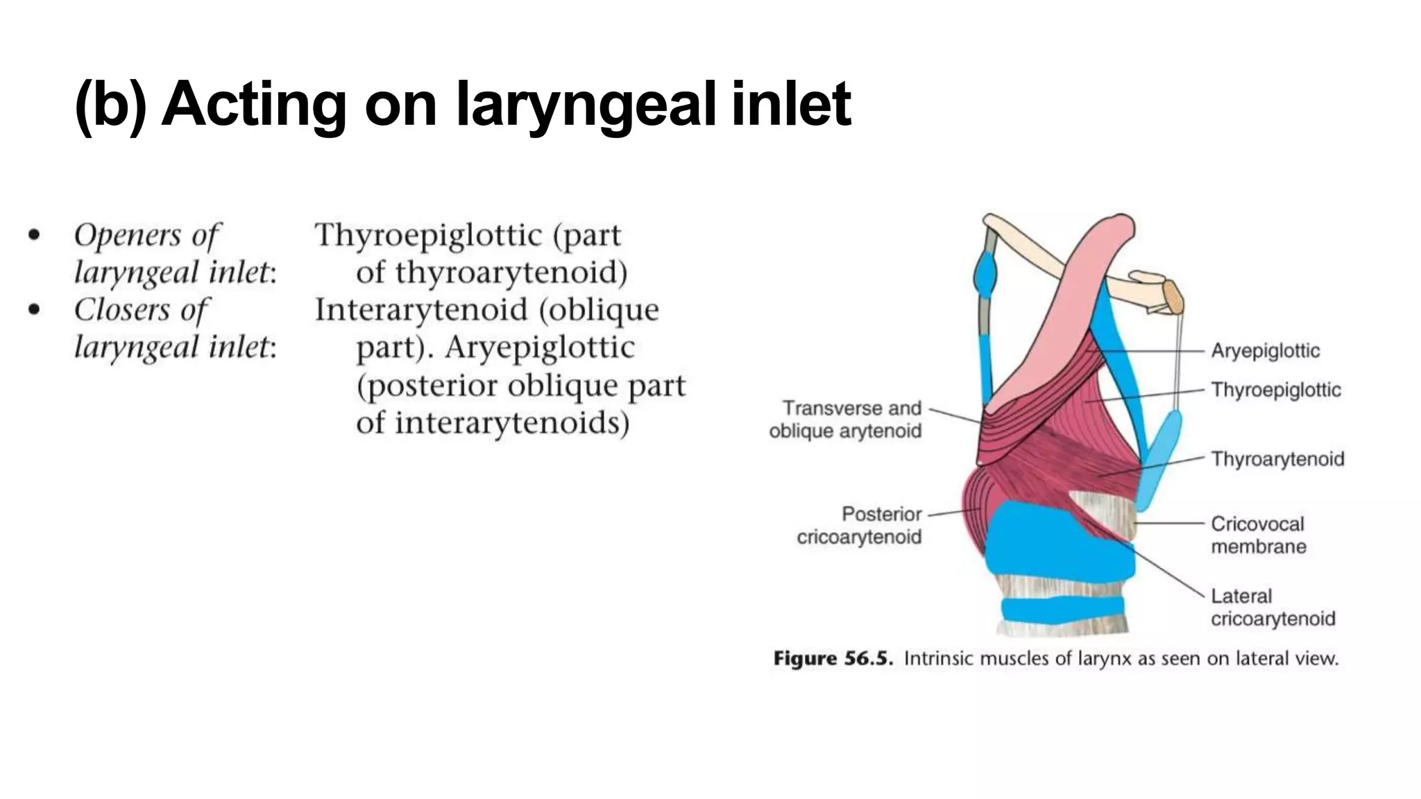 Anatomy of larynx | PPTX