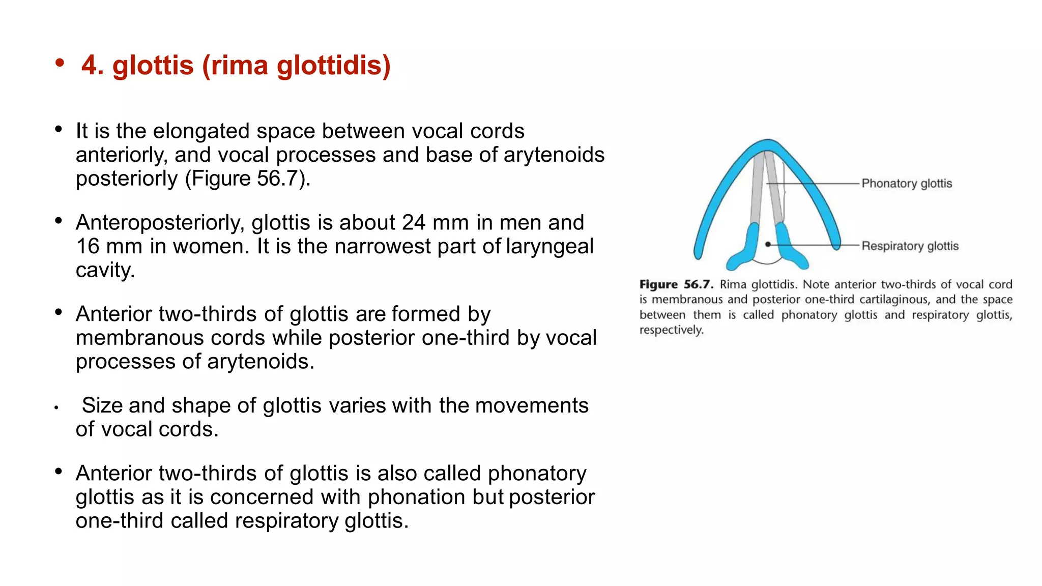 Anatomy of larynx | PPTX