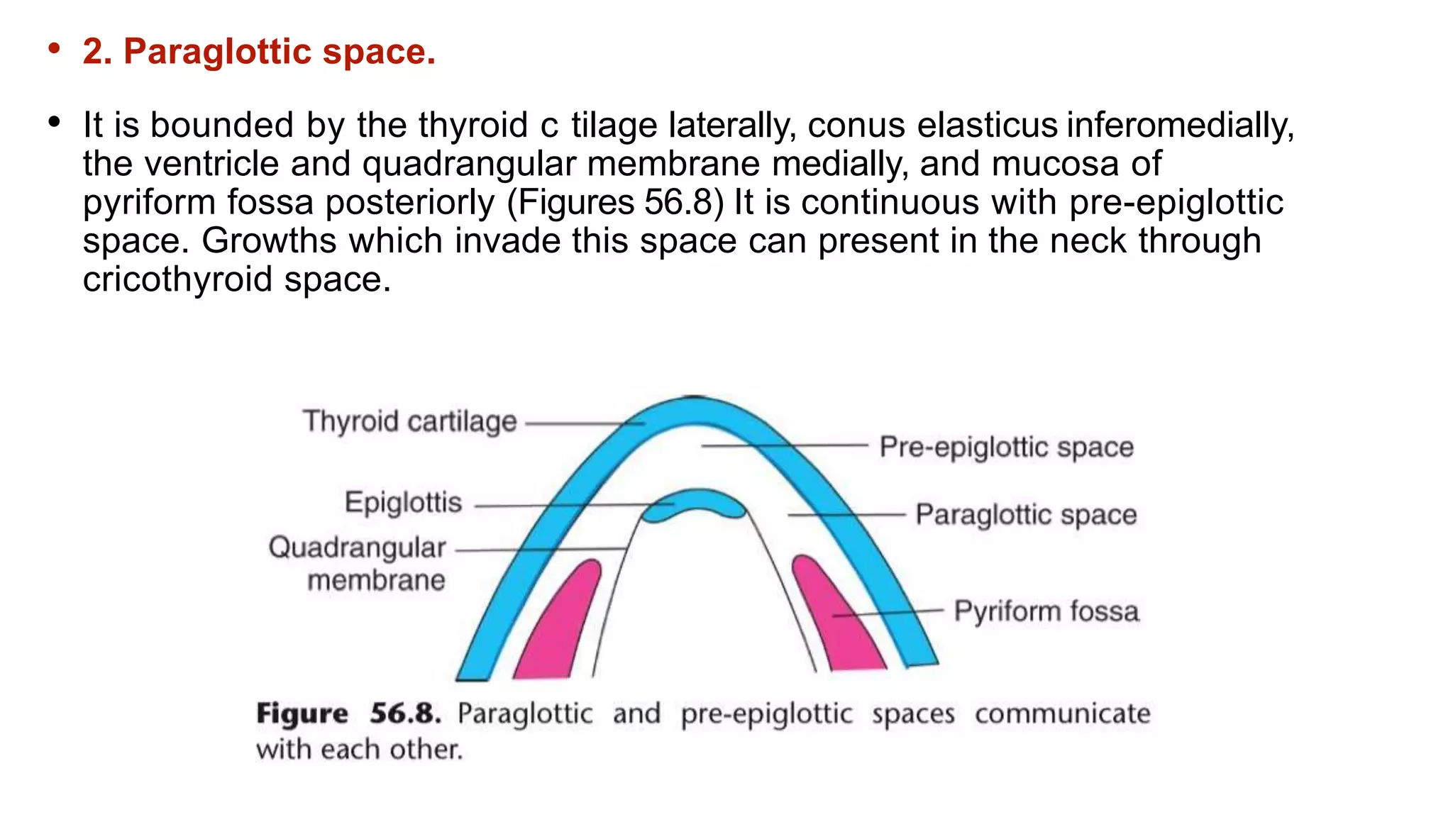 Anatomy of larynx | PPTX