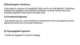 Anatomy of larynx | PPTX