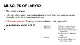 Anatomy of larynx | PPTX