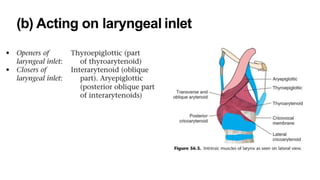 Anatomy of larynx | PPTX