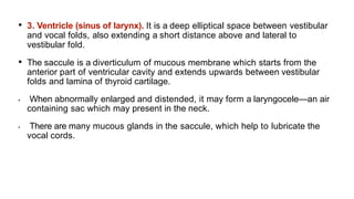 Anatomy of larynx | PPTX