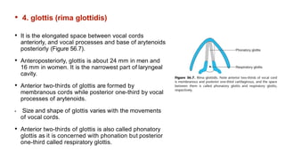 Anatomy of larynx | PPTX