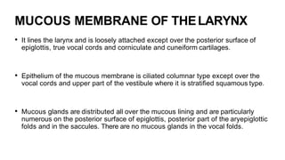 Anatomy of larynx | PPTX
