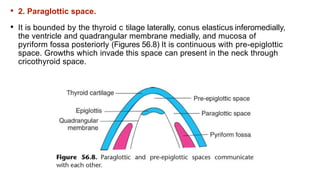 Anatomy of larynx | PPTX