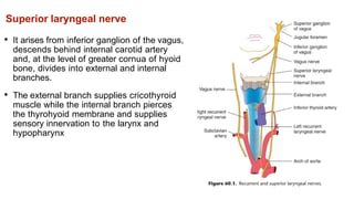 Anatomy of larynx | PPTX
