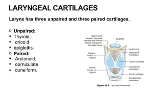 Anatomy of larynx | PPTX