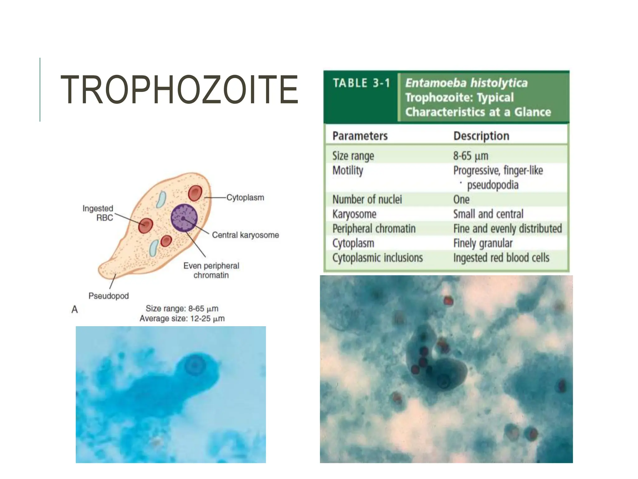 Entamoeba histolytica is an anaerobic parasitic amoebozoan, part of the ...